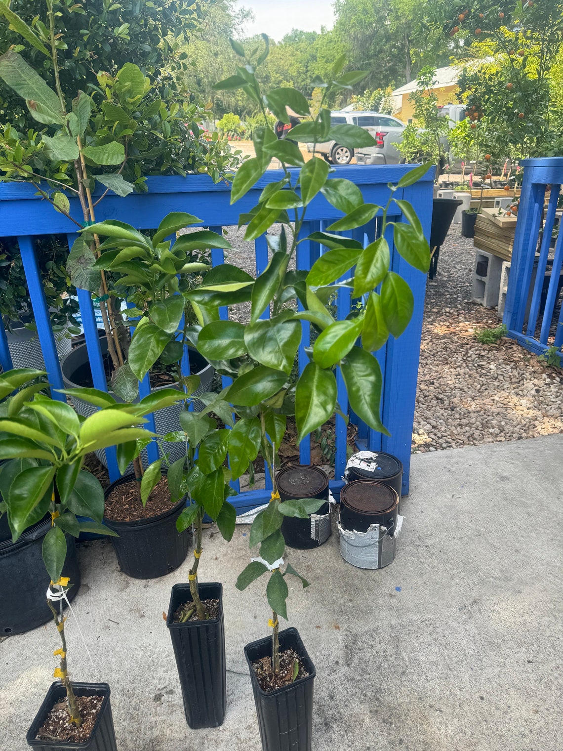 Golden Nugget Mandarin Tree 3ft Tall Grafted Tree. No Shipping to Ca ...