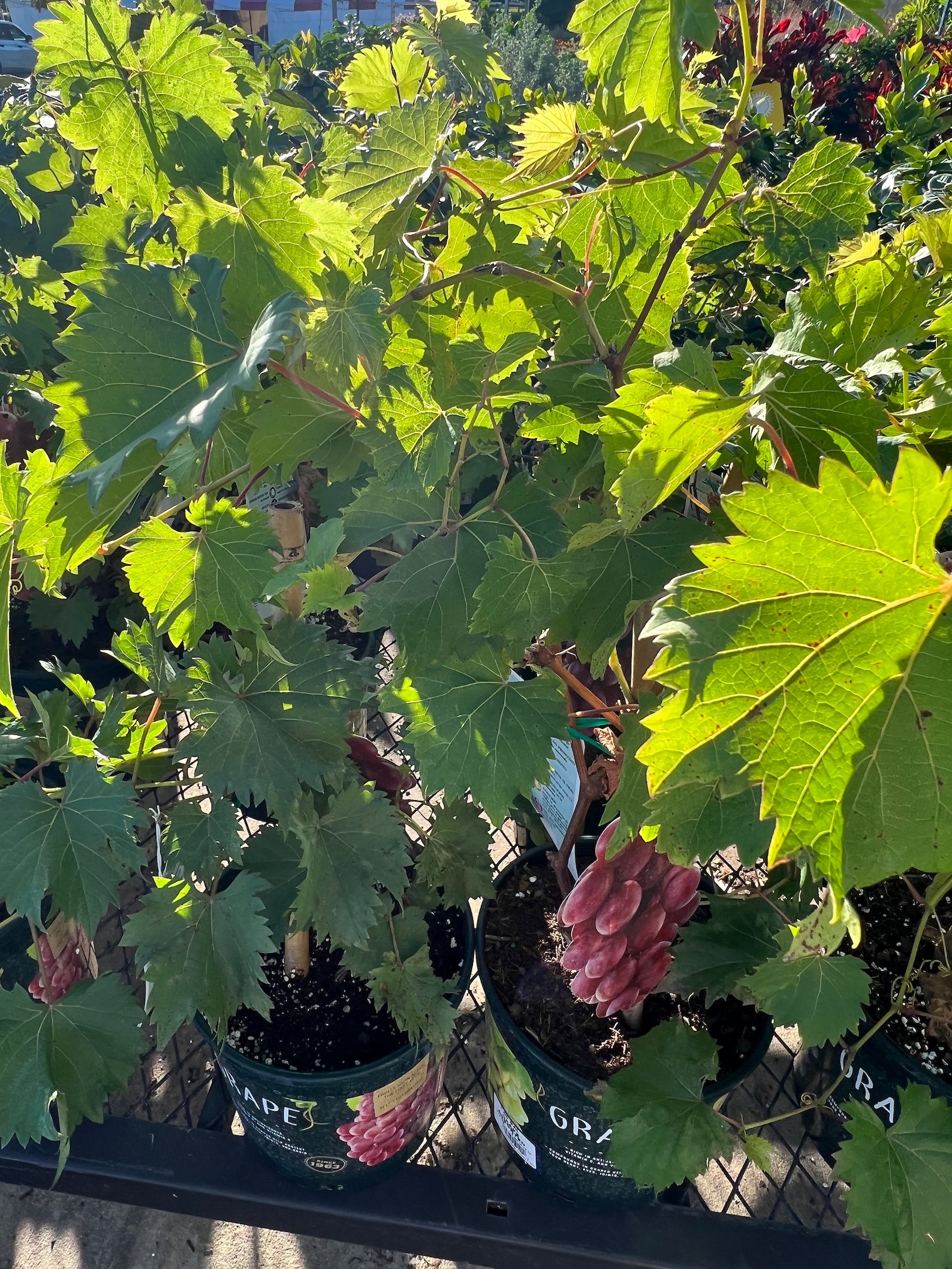 Flame Seedless Red Grape (CATAWBA GRAPE) Almost 3ft Vine. No Ship to Ca ...