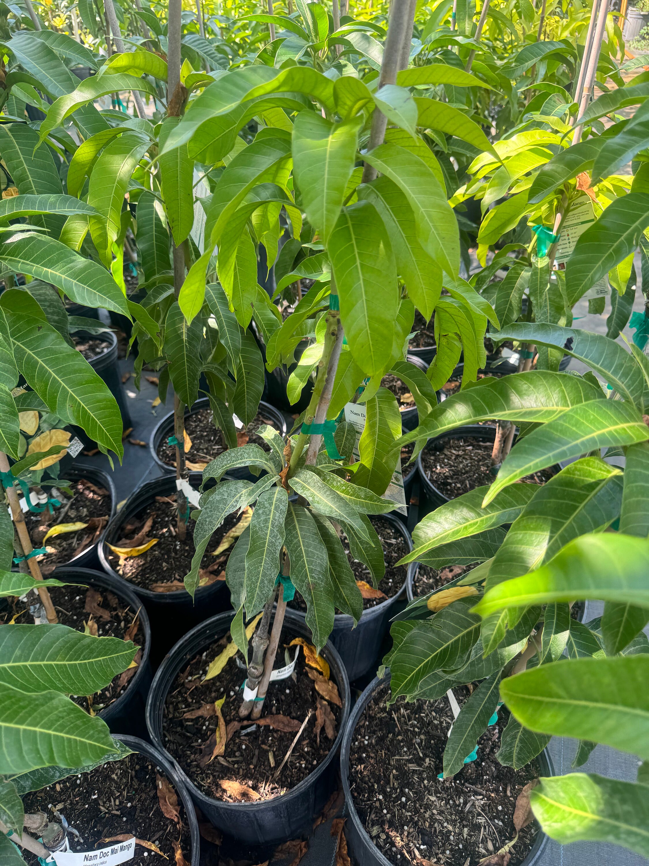 Nam Doc Mai Grafted Mango Tree (2feet & Up).no Ship to CA. - Etsy