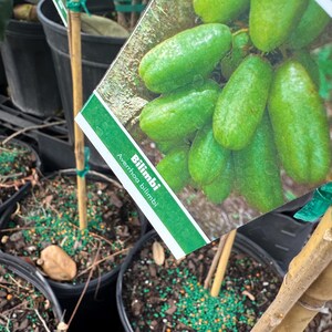 Bilimbi (averrhoa Bilimbi) Fruit Tree Air Layered 3ft Tall. No Ship to ...