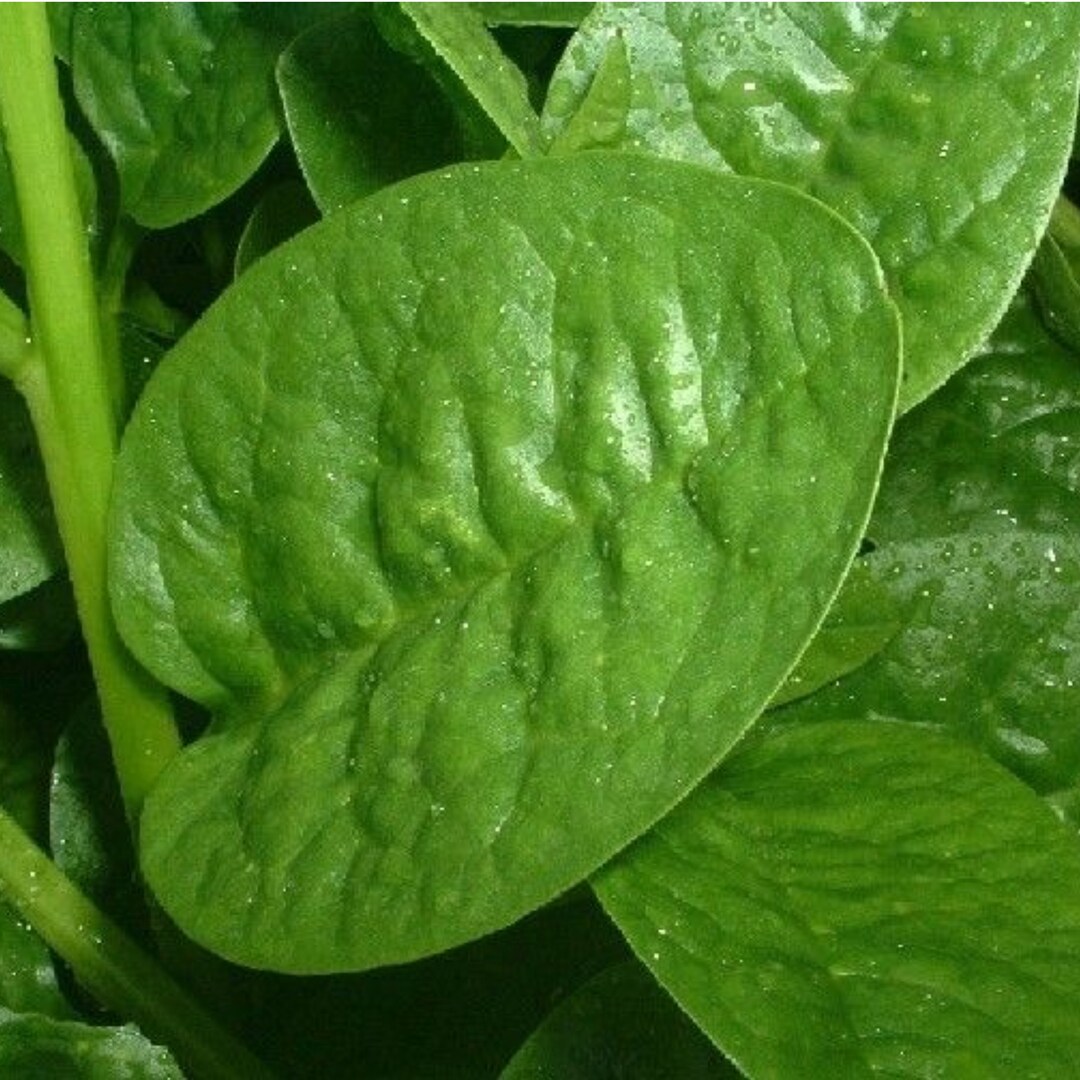 Green Malabar Spinach 100+ Seeds - Etsy