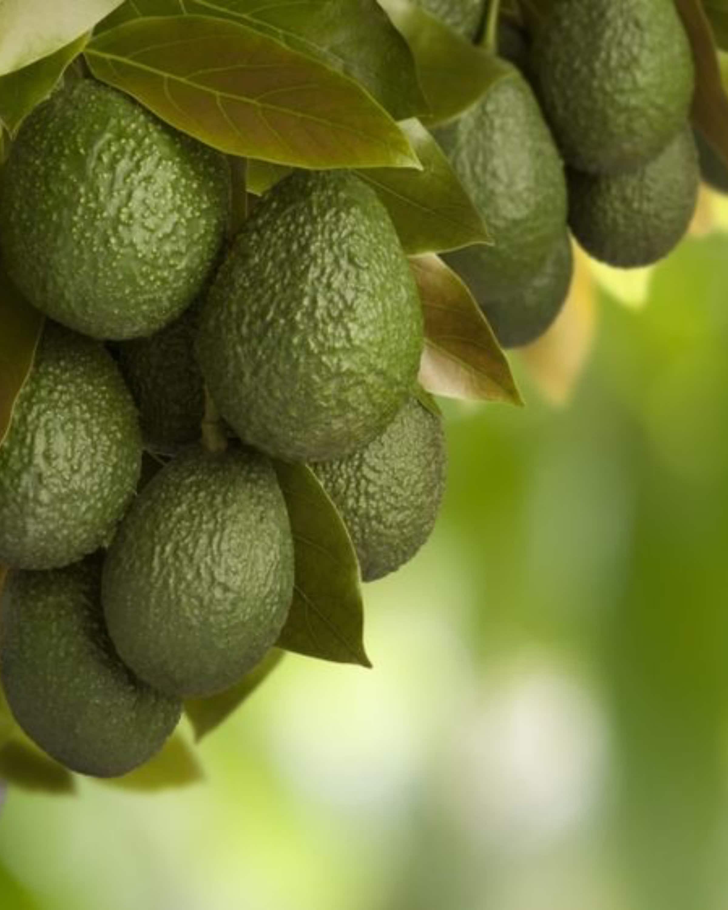 Avocado Tree: Air Layered Tree 3ft/ 4ft Grafted (fantastice Variety ...