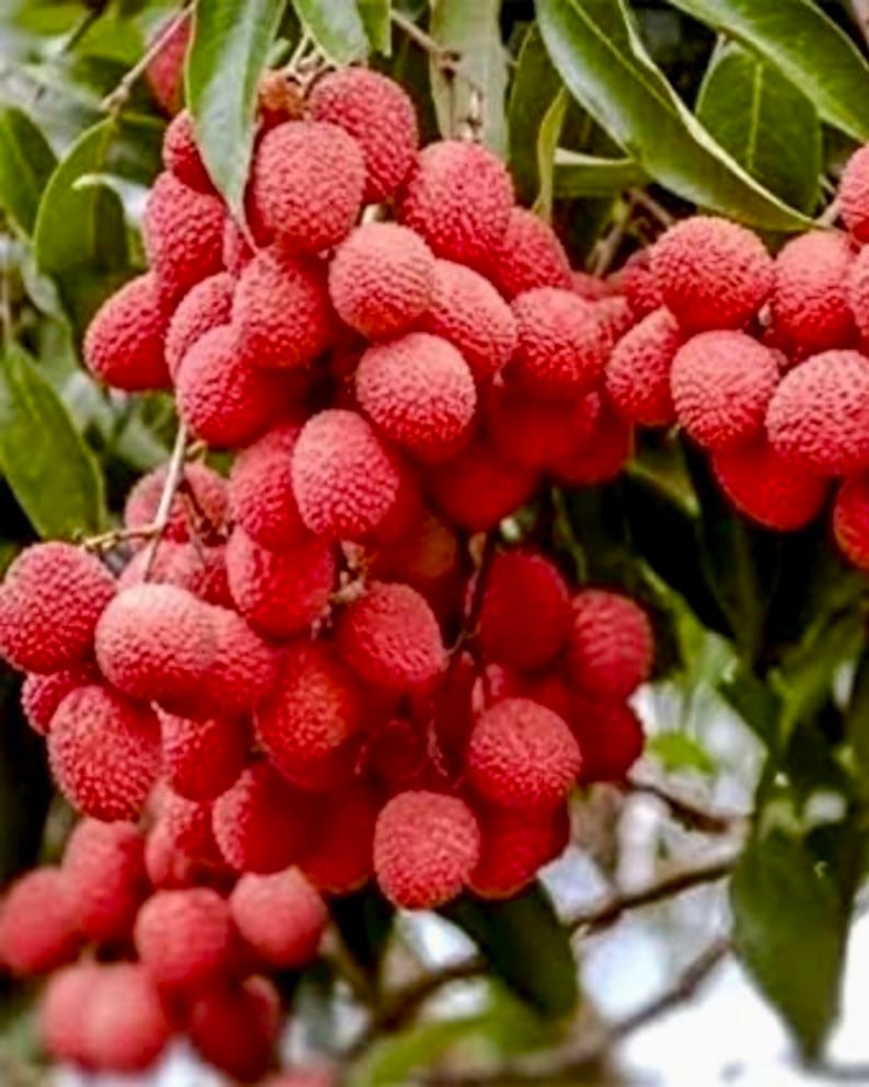 Lychee Tree Mauritius Air Layered 3ft Tree - Etsy