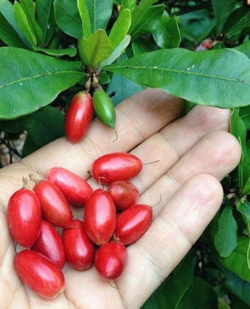 Miracle Fruit Berry Tree - Synsepalum Dulcificum - 2ft to 3ft Tall in ...