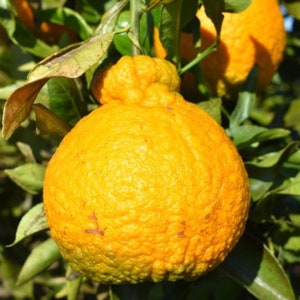 SHIRANUI, AKA Grafted Tree BEST of Mandarin Orange. Great Flavor Fruit ...