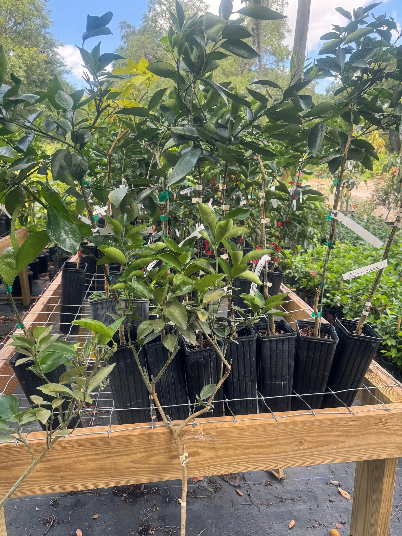 Hamlin Orange Tree (grafted) 3-4 Feet Tall. No Shipping Ca - Etsy