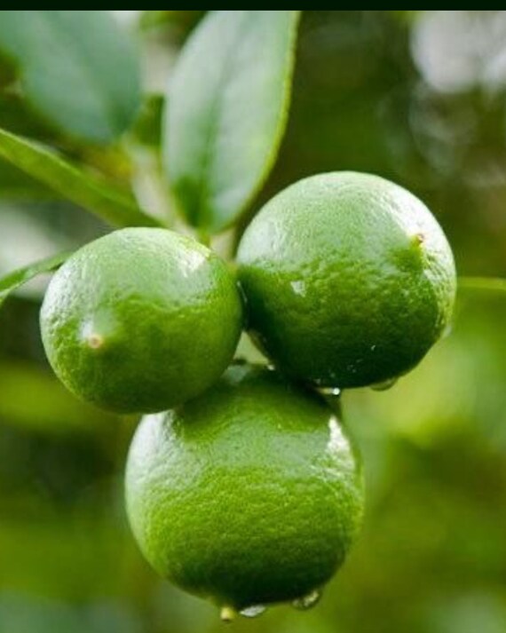 KEY LIME THORNLESS Dwarf Tree 3-4ft/ Mexican Lime Plant/ - Etsy