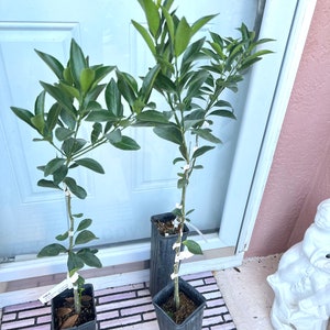 Ponkan Mandarin Grafted Tree (citrus Reticulata) - Chinese Honey Orange ...