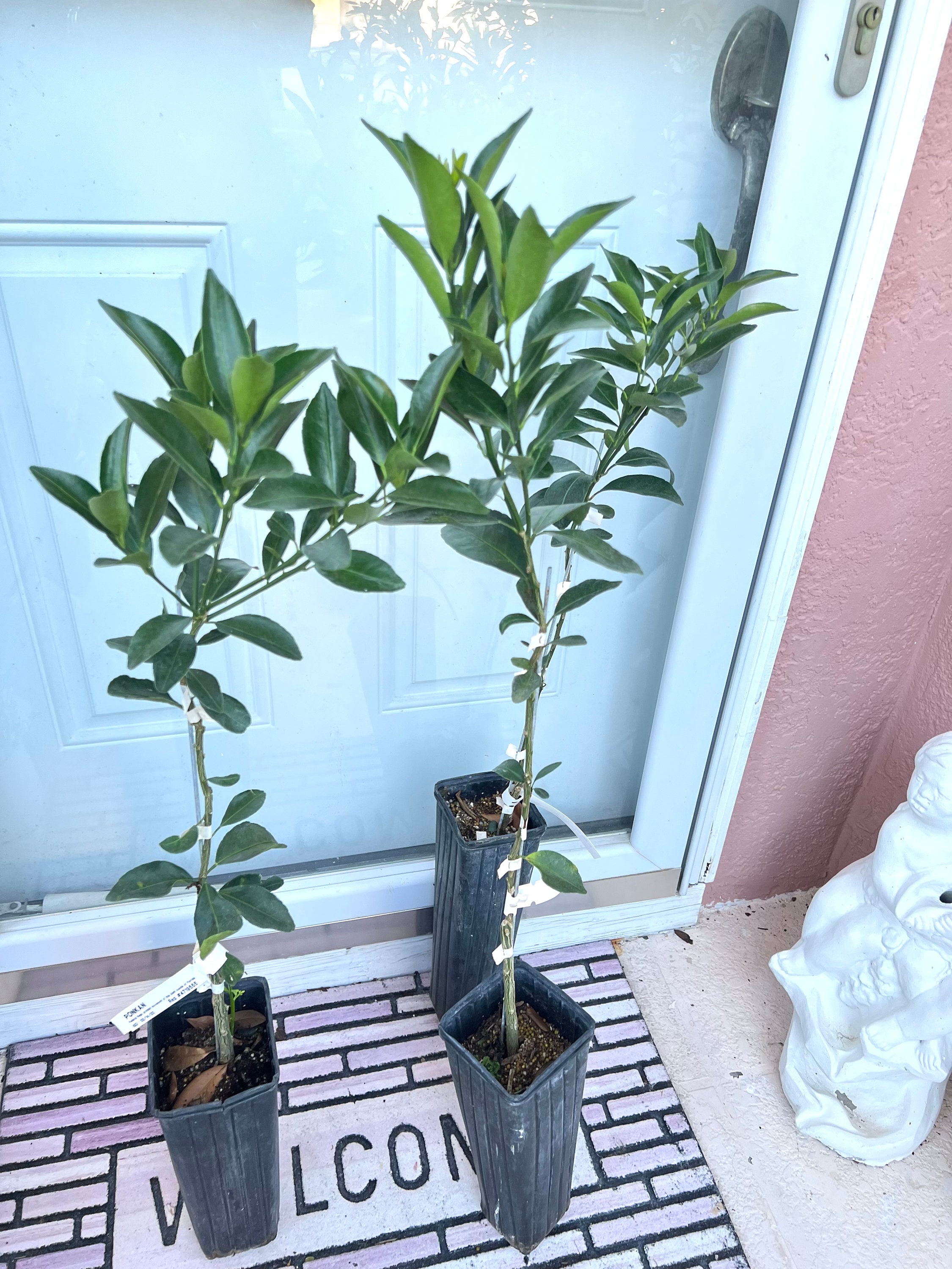 Ponkan Mandarin Grafted Tree (citrus Reticulata) - Chinese Honey Orange ...