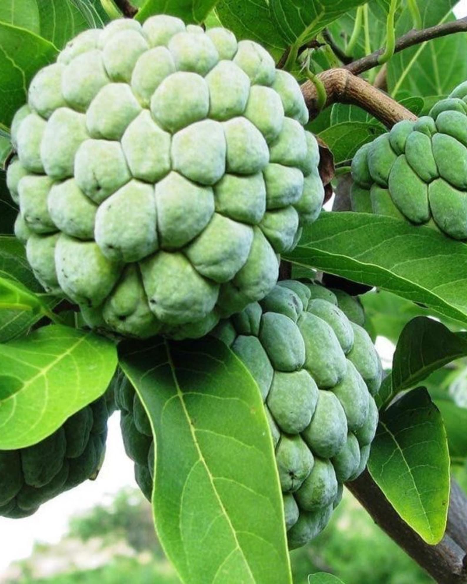 Organic Sugar Apple/ Custard Apple Tree 3ft Tall Trees. ( No Shipping ...