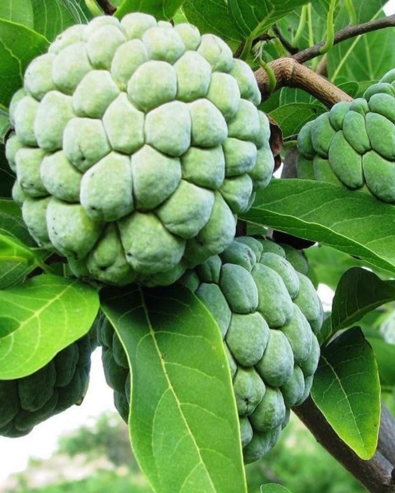 Organic Sugar Apple/ Custard Apple Tree 3ft Tall Trees. ( No Shipping ...