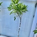 Fallglo Tangerine Grafted 3ft -4 Feet Tall ( No Shipping Ca) - Etsy