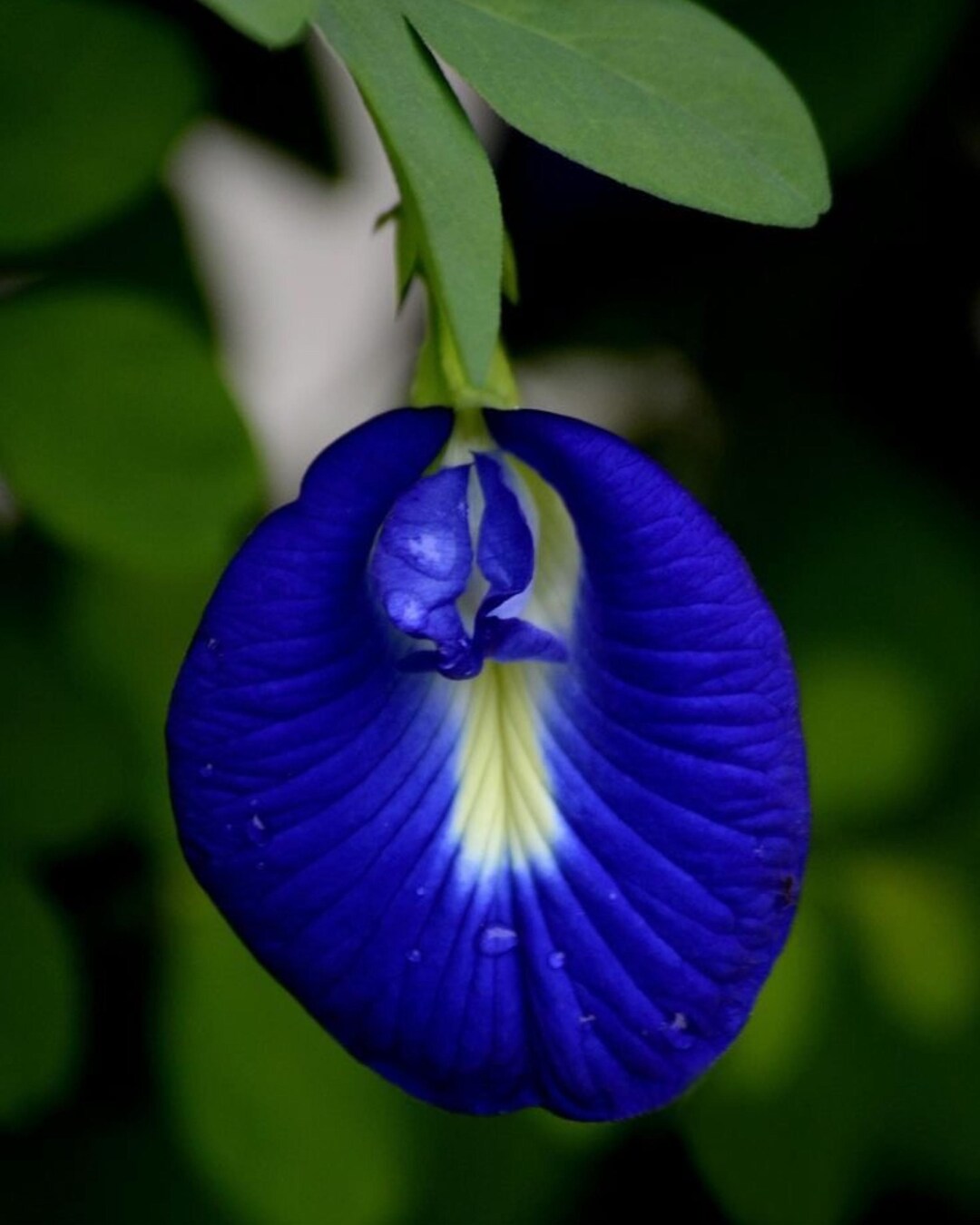 Blue Butterfly Pea 30+ Seeds - Etsy