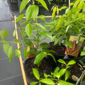 Cinnamon Tree Tree 2ft and up Air Layered 3gl Pot. No Shipping Ca. - Etsy