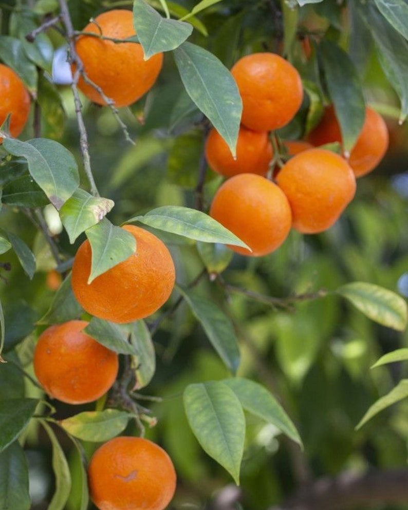 VERNIA SWEET ORANGE Grafted Tree 3ft Tall. No Shipping Ca. - Etsy