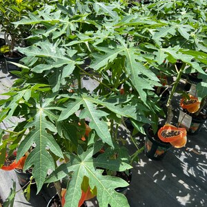 Dwarf Red Lady Papaya Tree 2ft. Nice and Healthy Tree. No Ship to Ca ...