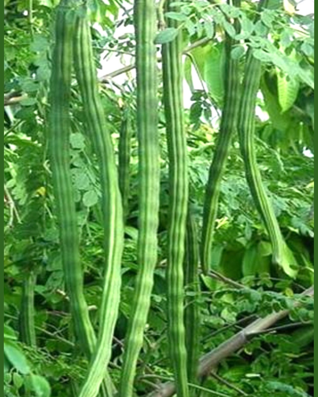 Moringa Tree “the Tree of Life” Almost 3ft. No Shipping CA. - Etsy