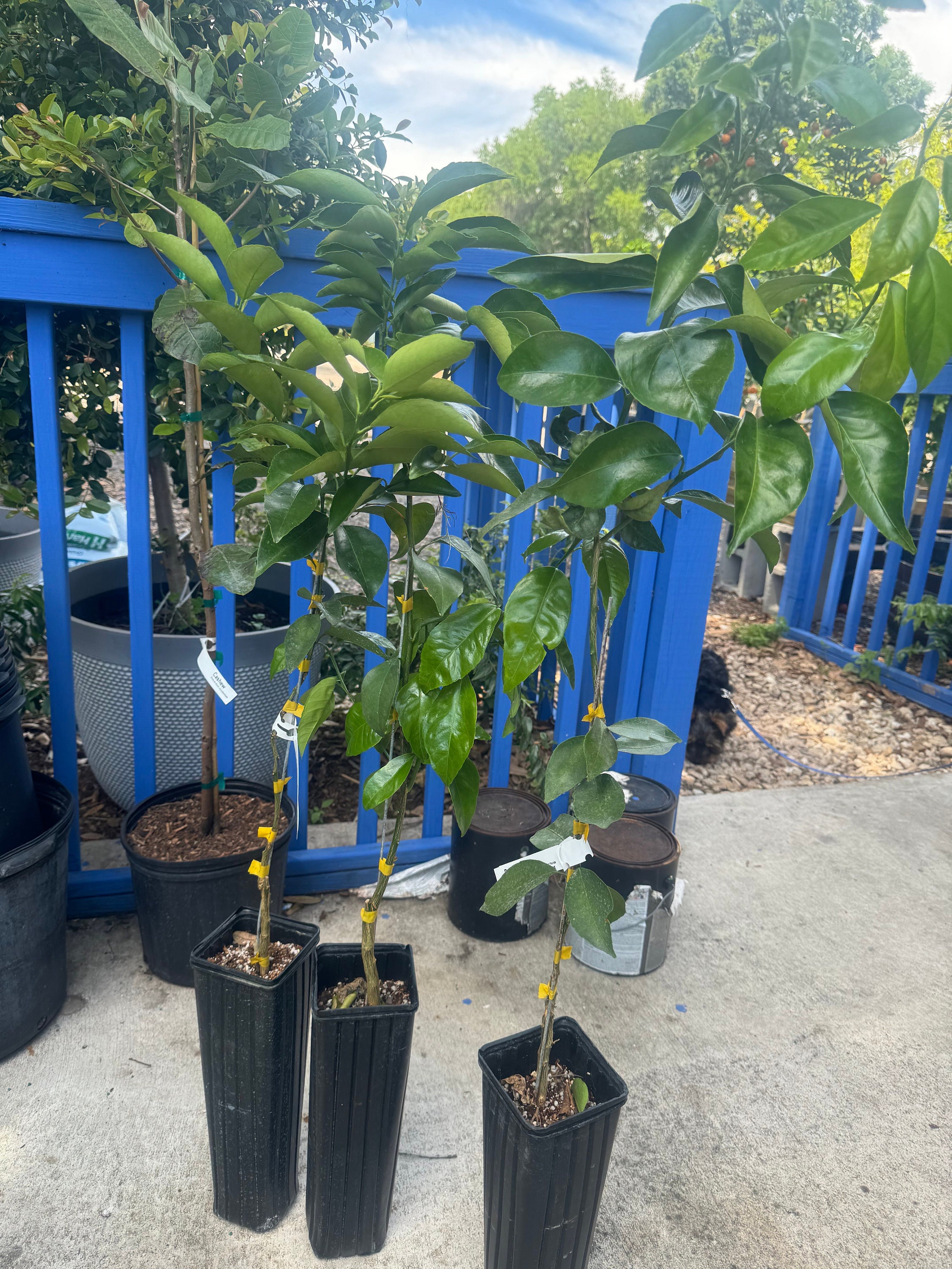 Golden Nugget Mandarin Tree 3ft Tall Grafted Tree. No Shipping to Ca ...