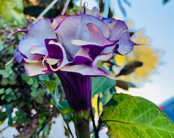 Ballerina Purple Devil Trumpet Seeds - Etsy