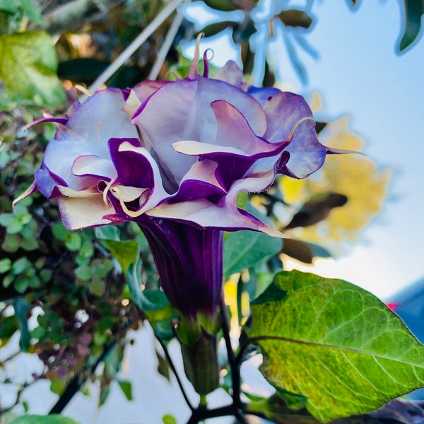 Double Trumpet Plant Seeds - Etsy