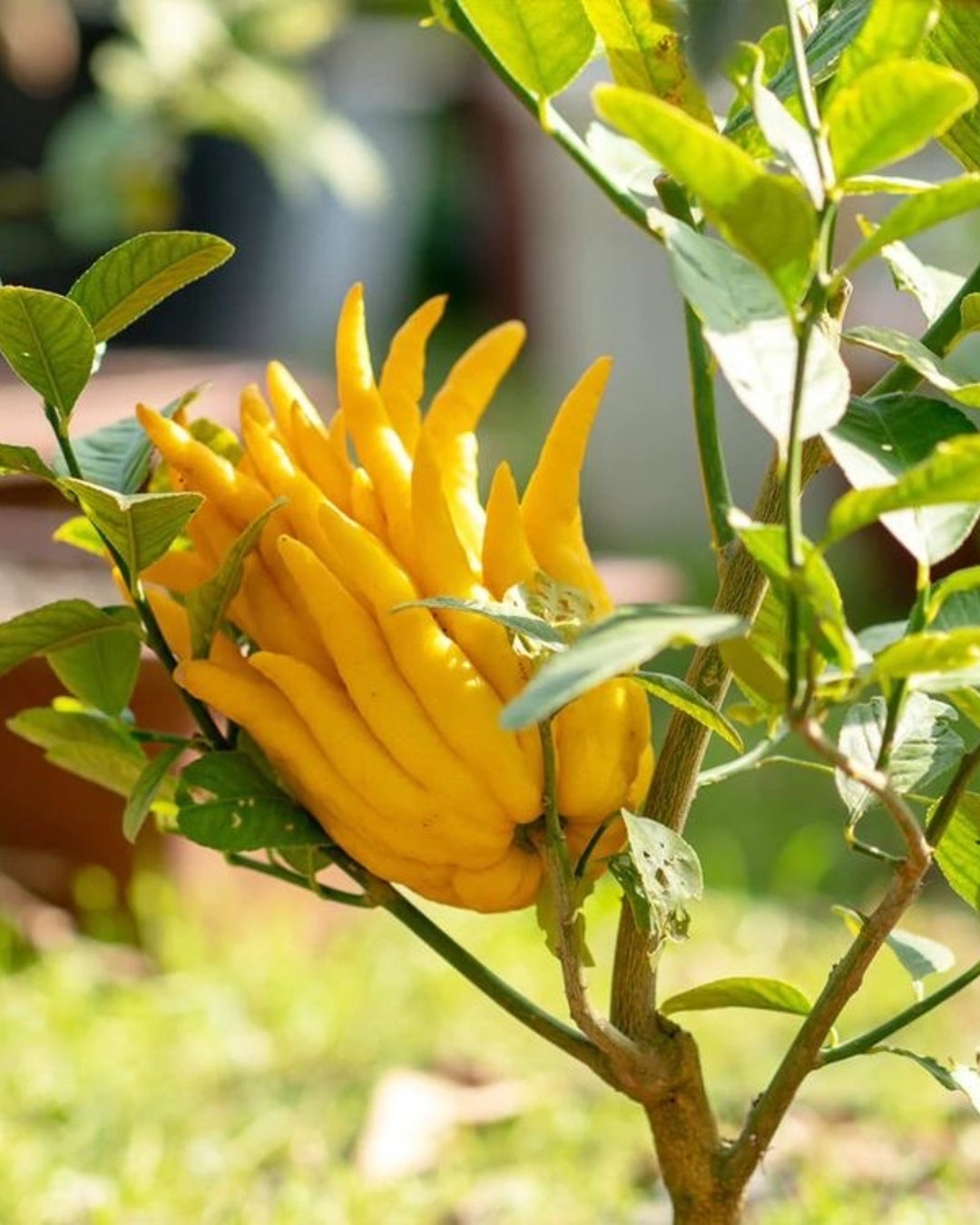 Buddhas Hand Citron Fruit Grafted 2ft Tall. Nice and Healthy Tree. No ...