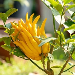 Buddhas Hand Fruit Tree - Etsy