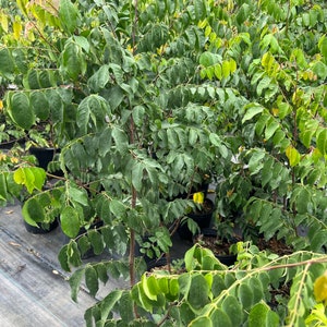 Sweet Star Fruit Tree 3ft &up With Flowers. No Shipping Ca. - Etsy