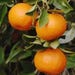 Pages Mandarin Orange Tree 3ft & up Tall Grafted Tree. - Etsy