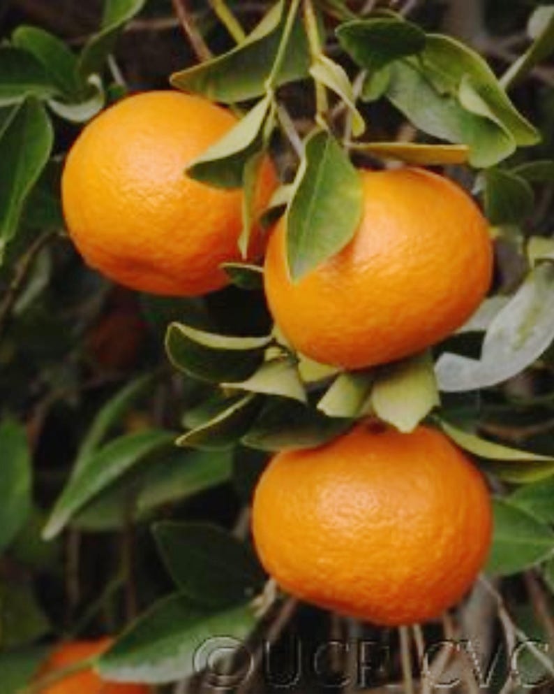Pages Mandarin Orange Tree 3ft & up Tall Grafted Tree. - Etsy