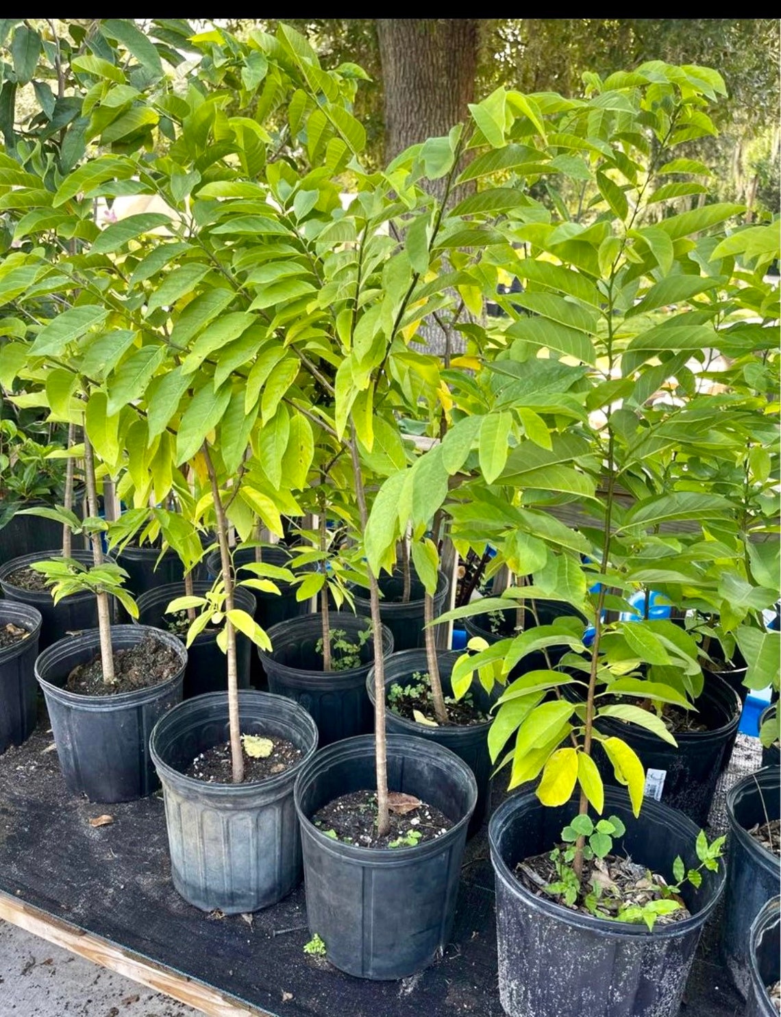 Organic Sugar Apple/ Custard Apple Tree Almost 3ft - Etsy