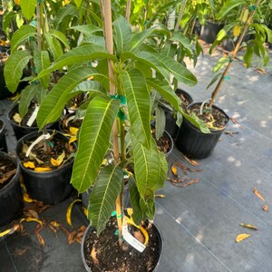 Nam Doc Mai Grafted Mango Tree (2feet & Up).no Ship to CA. - Etsy