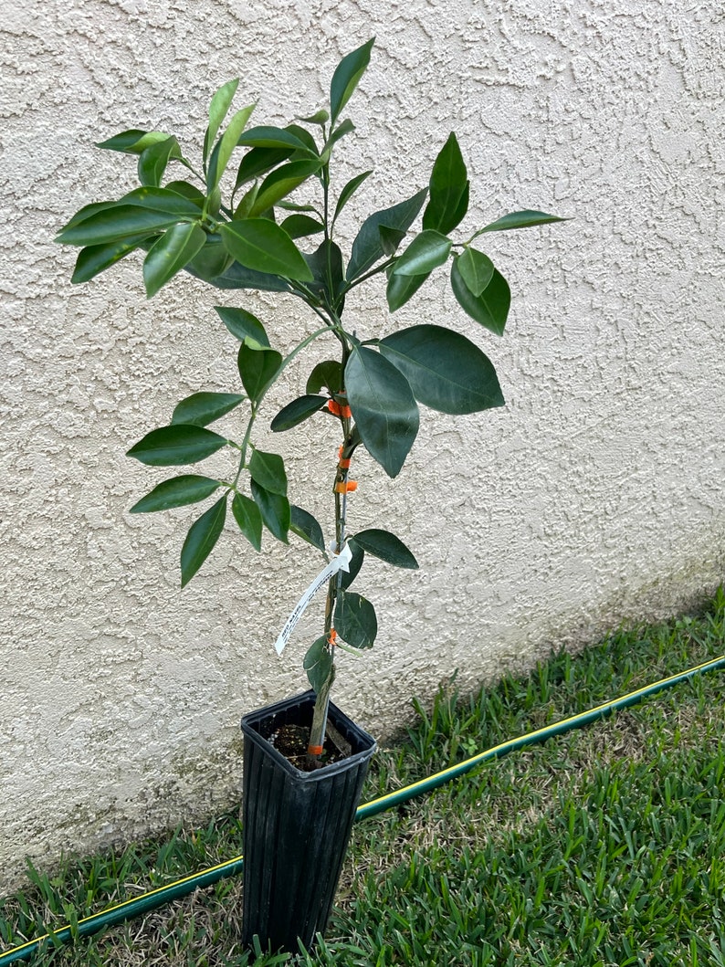 Red Navel Orange 3ft Grafted Tree. No Ship to Ca. - Etsy
