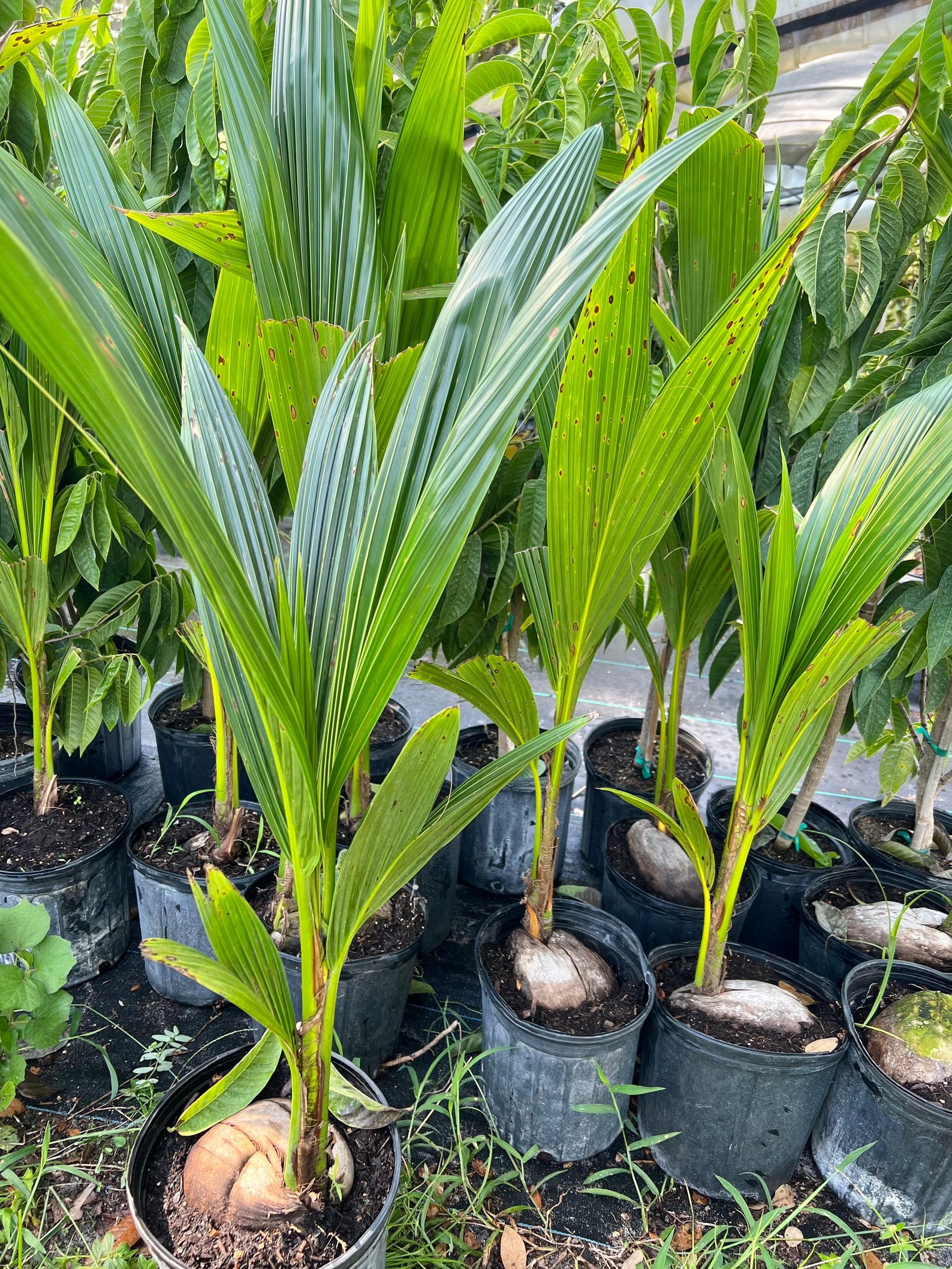 Malayan Dwarf Coconut 3ft Tall Tree. No Ship to CA. - Etsy