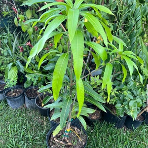 MAHACHANOOK Mango Tree 2ft Grafted Tree. No Ship to CA. - Etsy
