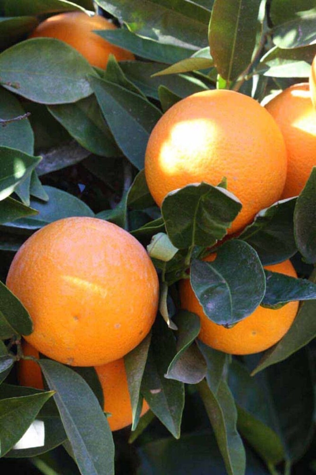 Hamlin Orange Tree (grafted) 3-4 Feet Tall. No Shipping Ca - Etsy