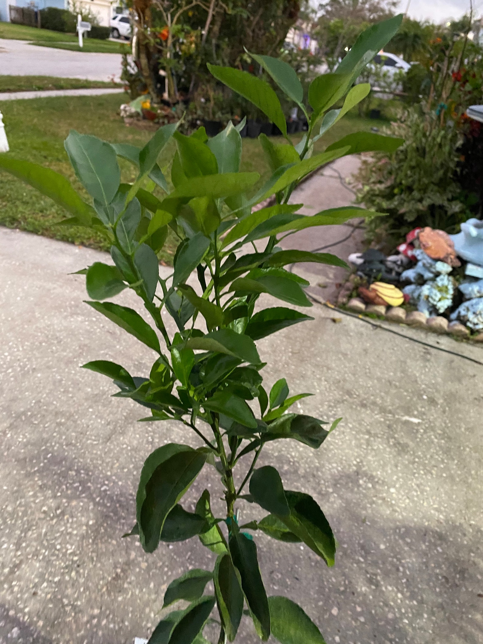 Murcott Honey Mandarin 3ft Grafted Tree ( No Shipping Ca). - Etsy