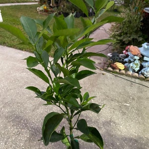 Murcott Honey Mandarin 3ft Grafted Tree ( No Shipping Ca). - Etsy
