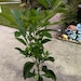 Murcott Honey Mandarin 3ft Grafted Tree No Shipping Ca. - Etsy