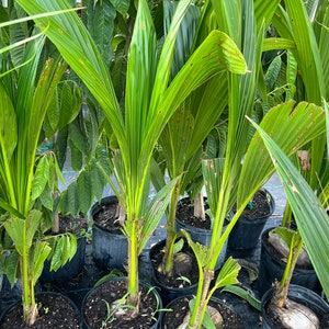 3ft Malayan Dwarf Coconut Tree. No Ship to CA. - Etsy