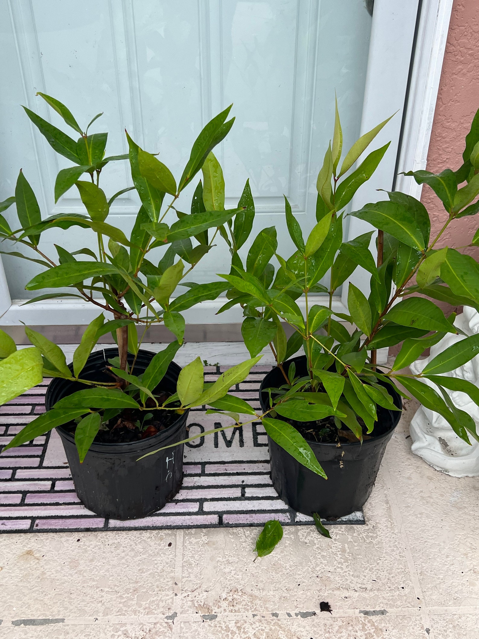 Red Wax Apple- Air Layered Tree Almost 3ft. No Shipping Ca - Etsy