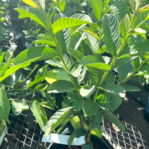 Ruby Guava ( Ruby Supreme ) Tree Almost 3 Feet Air Layered Tree With Fruit & Flowers. No Ship to ...