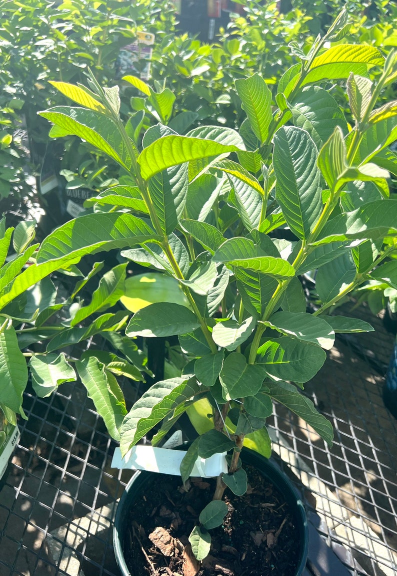 Ruby Guava ( Ruby Supreme ) Tree Almost 3 Feet Air Layered Tree With ...