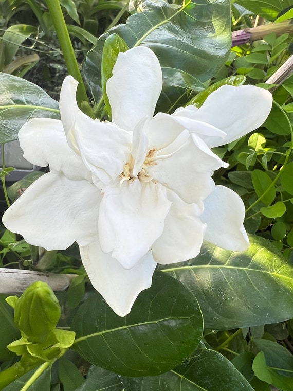 Tree Gardenia Flower