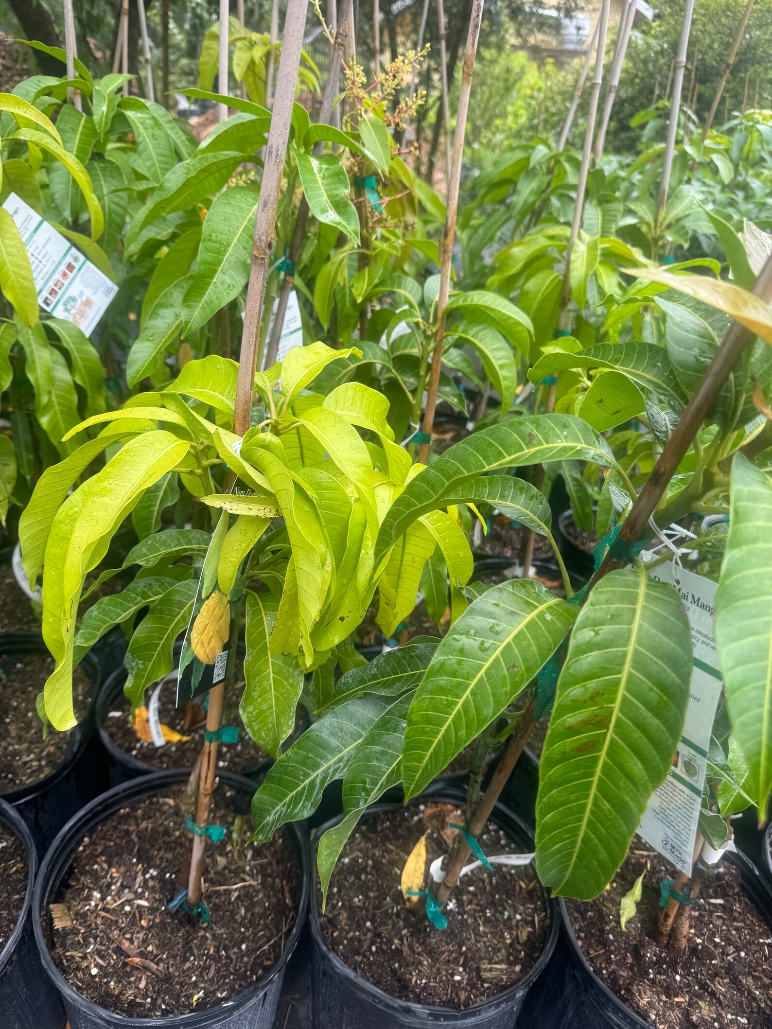 Nam Doc Mai Grafted Mango Tree (2feet & Up).no Ship to CA. - Etsy