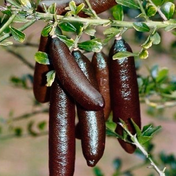 Finger Lime Plant - Etsy