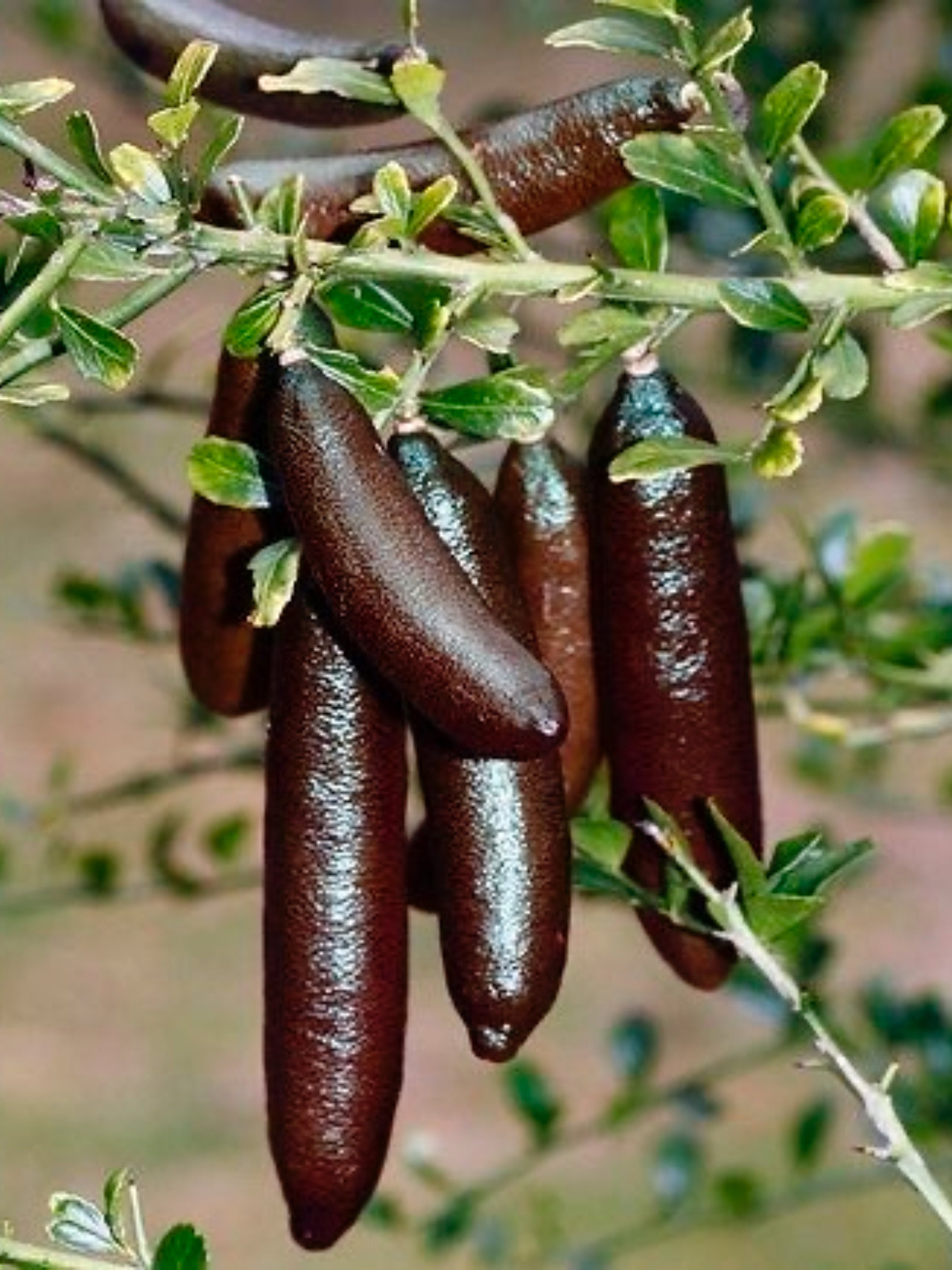 Red Finger Lime Grafted Tree 2ft and up Tall. No Ship to CA. - Etsy