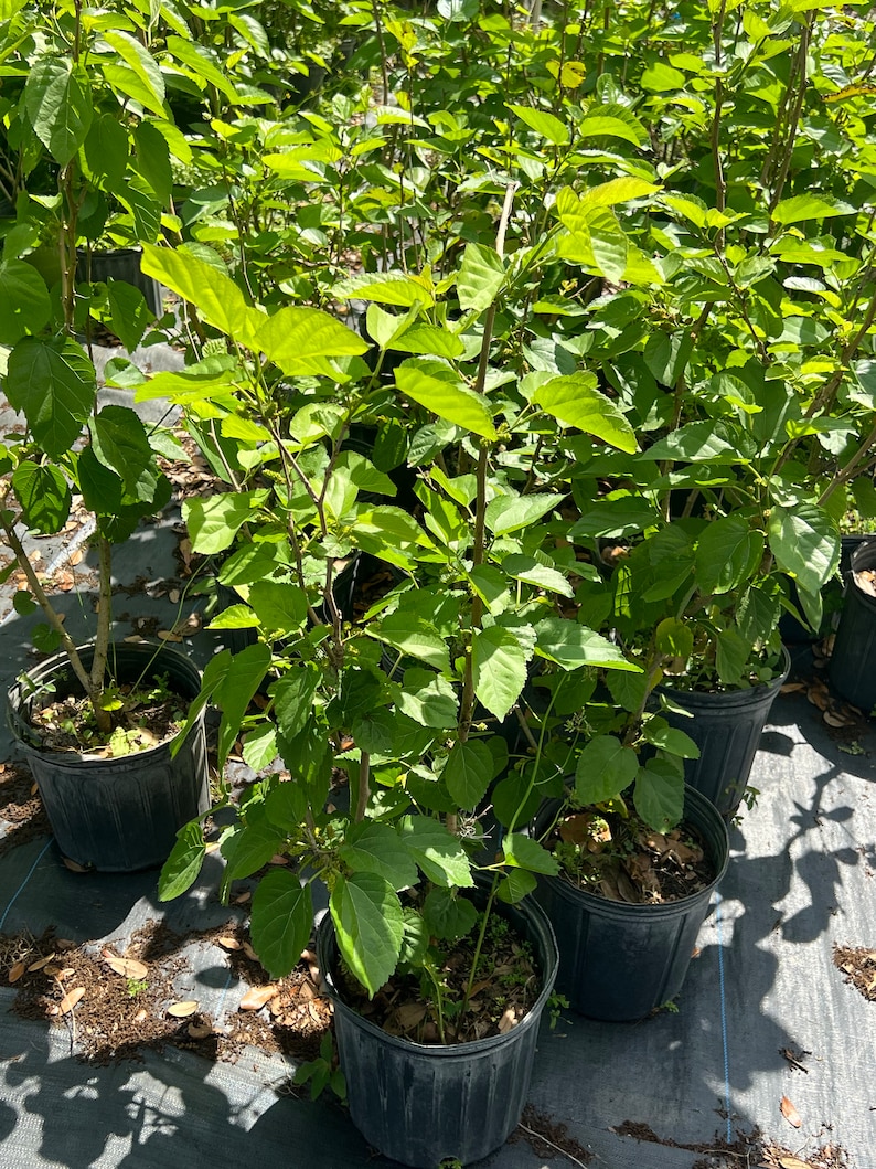 Everbearing Mulberry Tree With Fruit 3ft.no Shipping Ca - Etsy