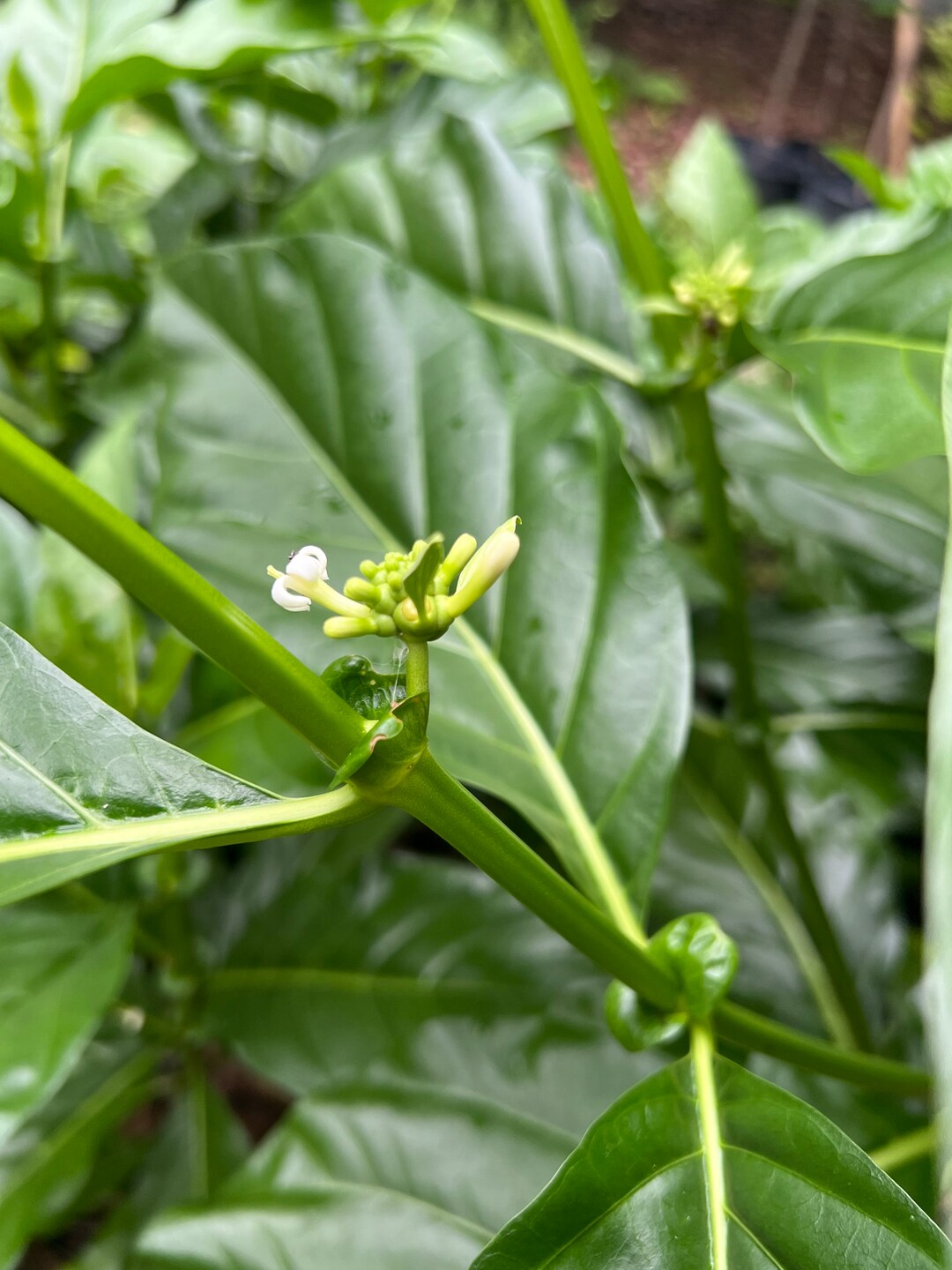 Hawaiian Noni Tree Almost a 3ft Tree. No Ship to Ca. - Etsy