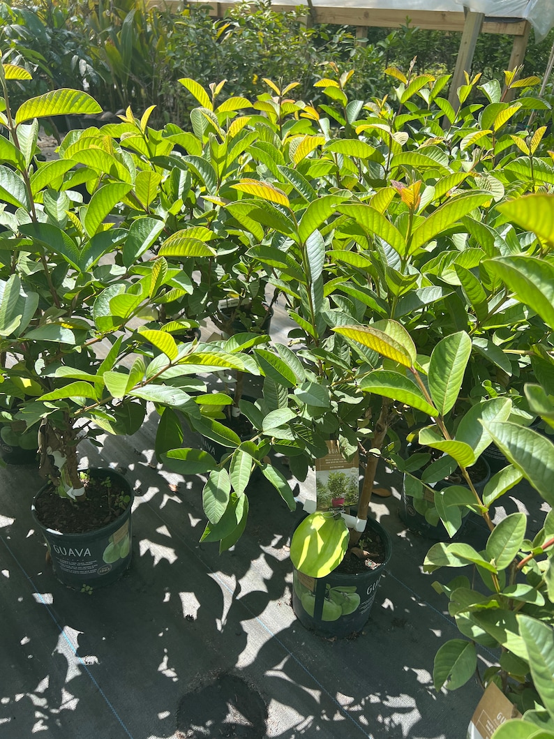 Mexican White Guava 3ft Air Layered Tree. No Ship to CA. - Etsy