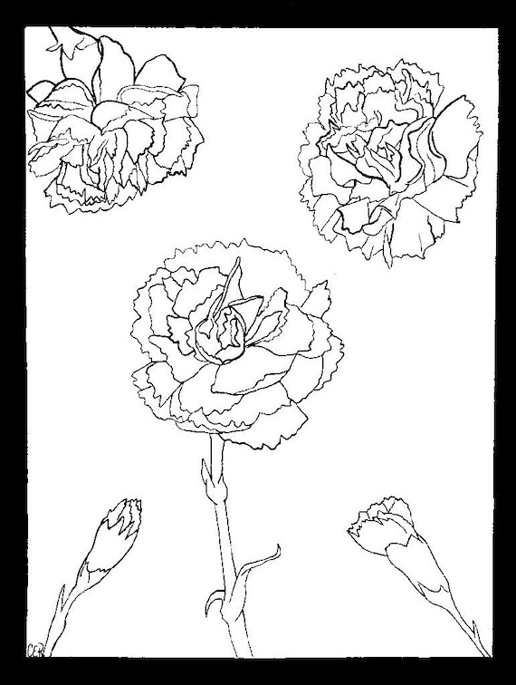 Carnations Study Printable Coloring Page - Etsy